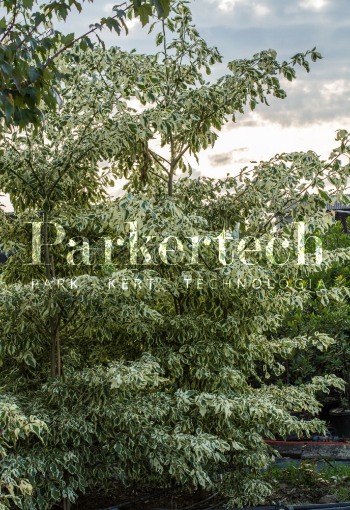 Cornus controversa ‘Variegata’ | Parkertech
